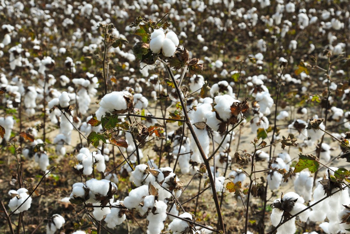Bales of Cotton - Walking a Dirt Road Home